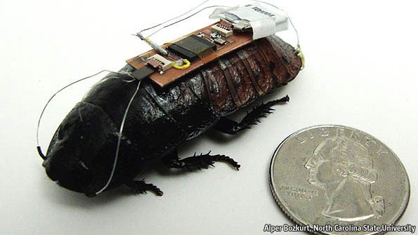Biobotic Insect Sensor Networks for Search and Rescue - HDIAC
