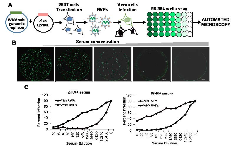 Multivalent, Virus-like Particle Vaccine and Reporter Virus Assay for ...