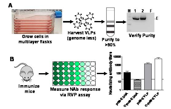 Multivalent, Virus-like Particle Vaccine and Reporter Virus Assay for ...