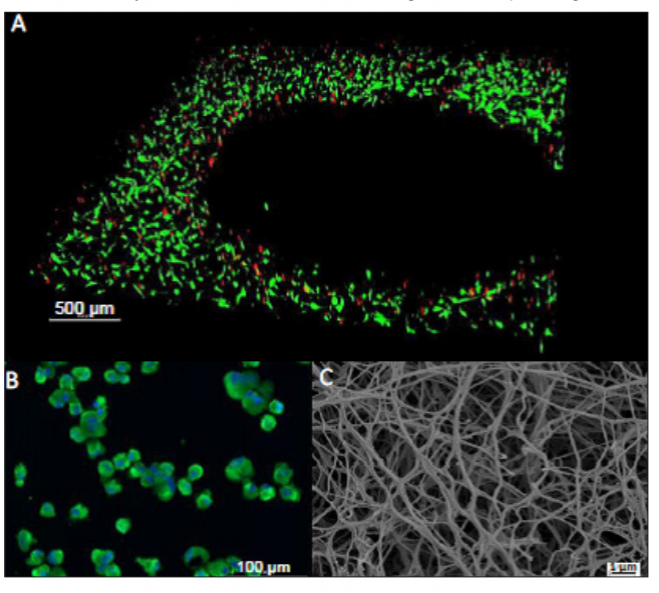 Improved Bio-fidelity for Skin Burn Injury Models - HDIAC