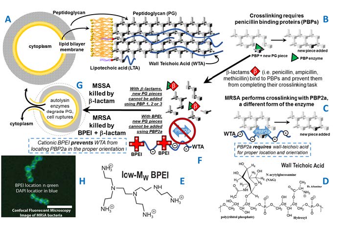 MRSA and the Critical Need to Develop a First-Line Treatment - HDIAC