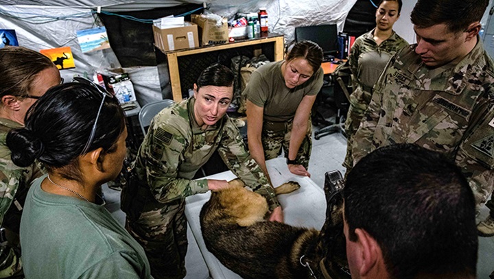 Military Working Dog Registry Established to Improve Care - HDIAC