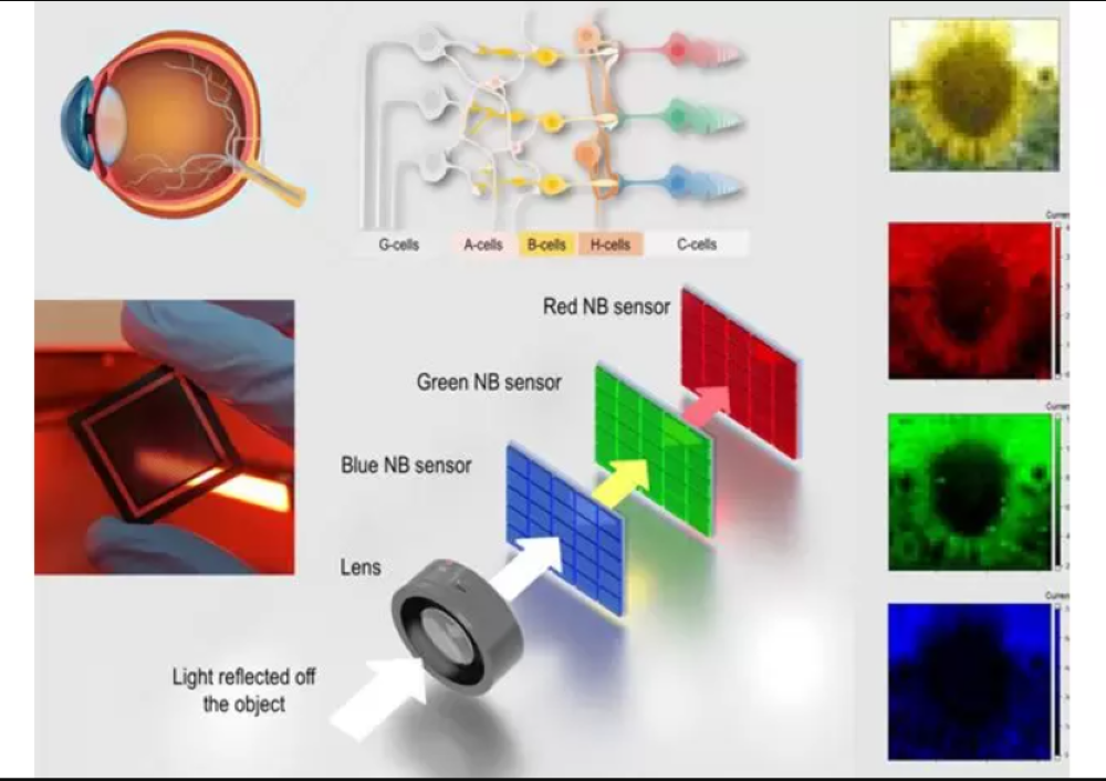 Bio-inspired Device Captures Images by Mimicking Human Eye - HDIAC
